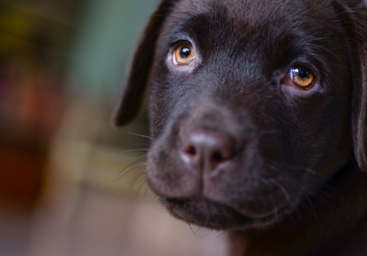 Free photo "Sad looking Labrador"