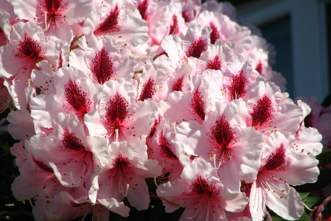 Free photo "Pink rhododendrons"