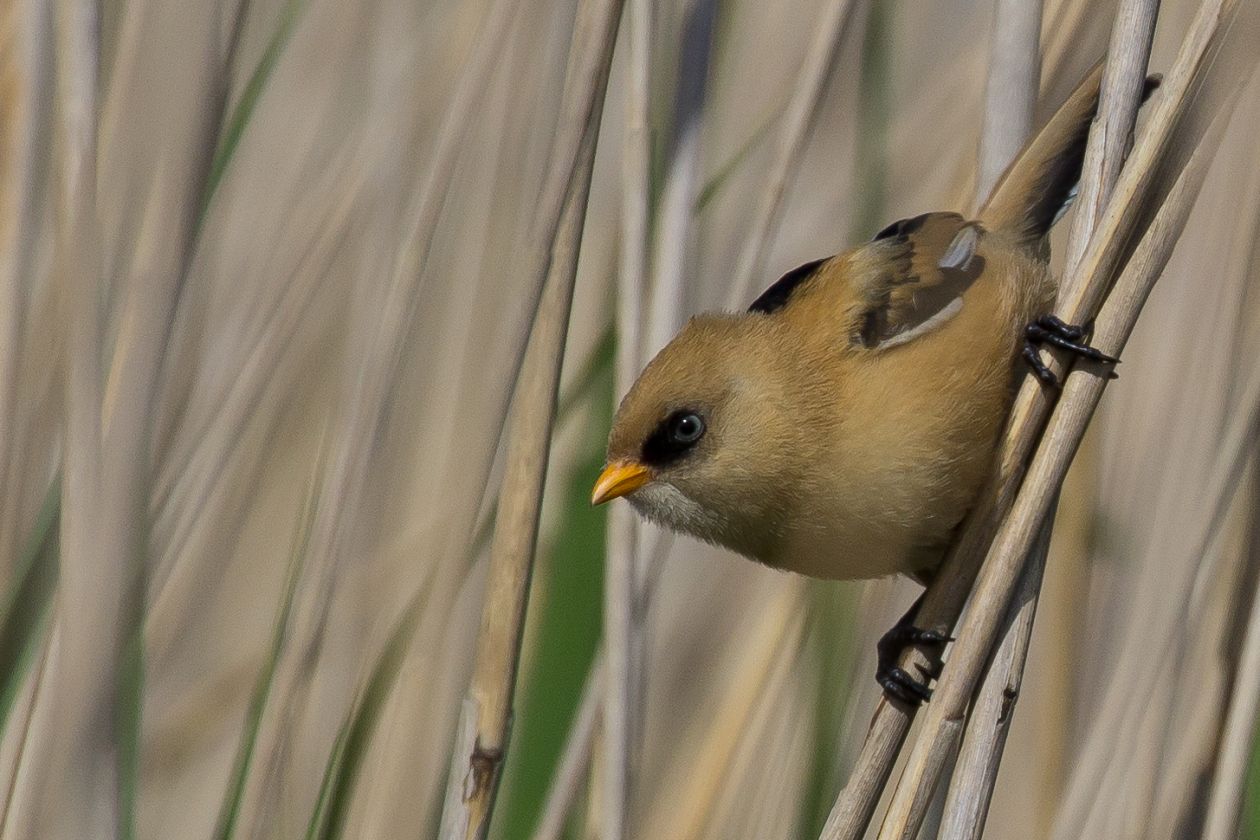Free photo "The bearded reedling"