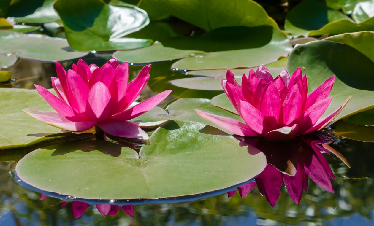 Free photo "Water lily"