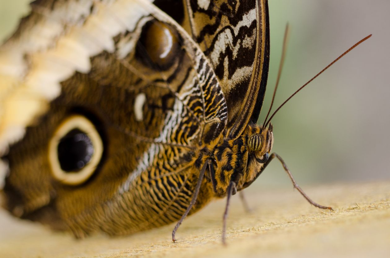 Free photo "Butterfly close up"