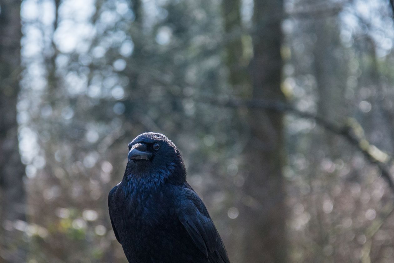Free photo "Beautiful crow"