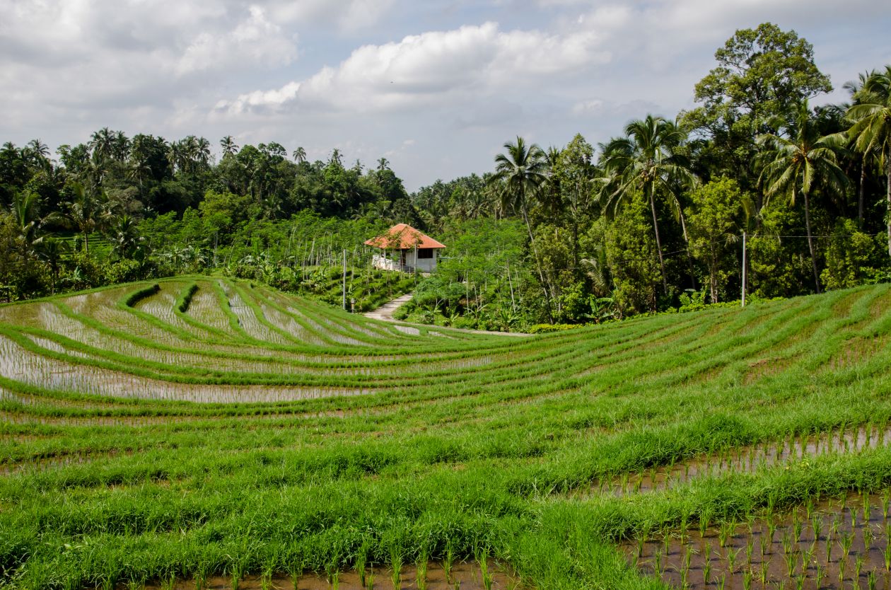 Free photo "Rice field in Indonesia"