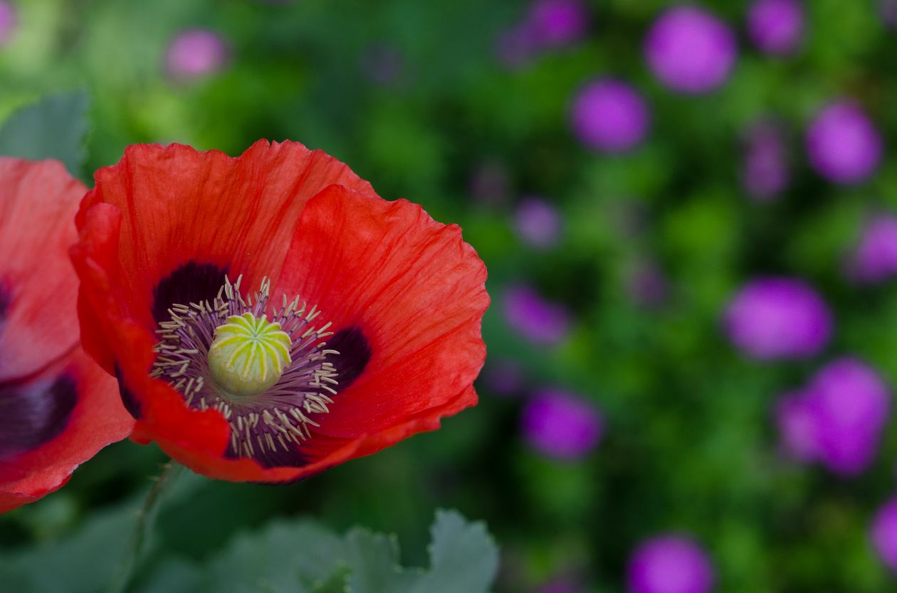 Free photo "Big poppy"
