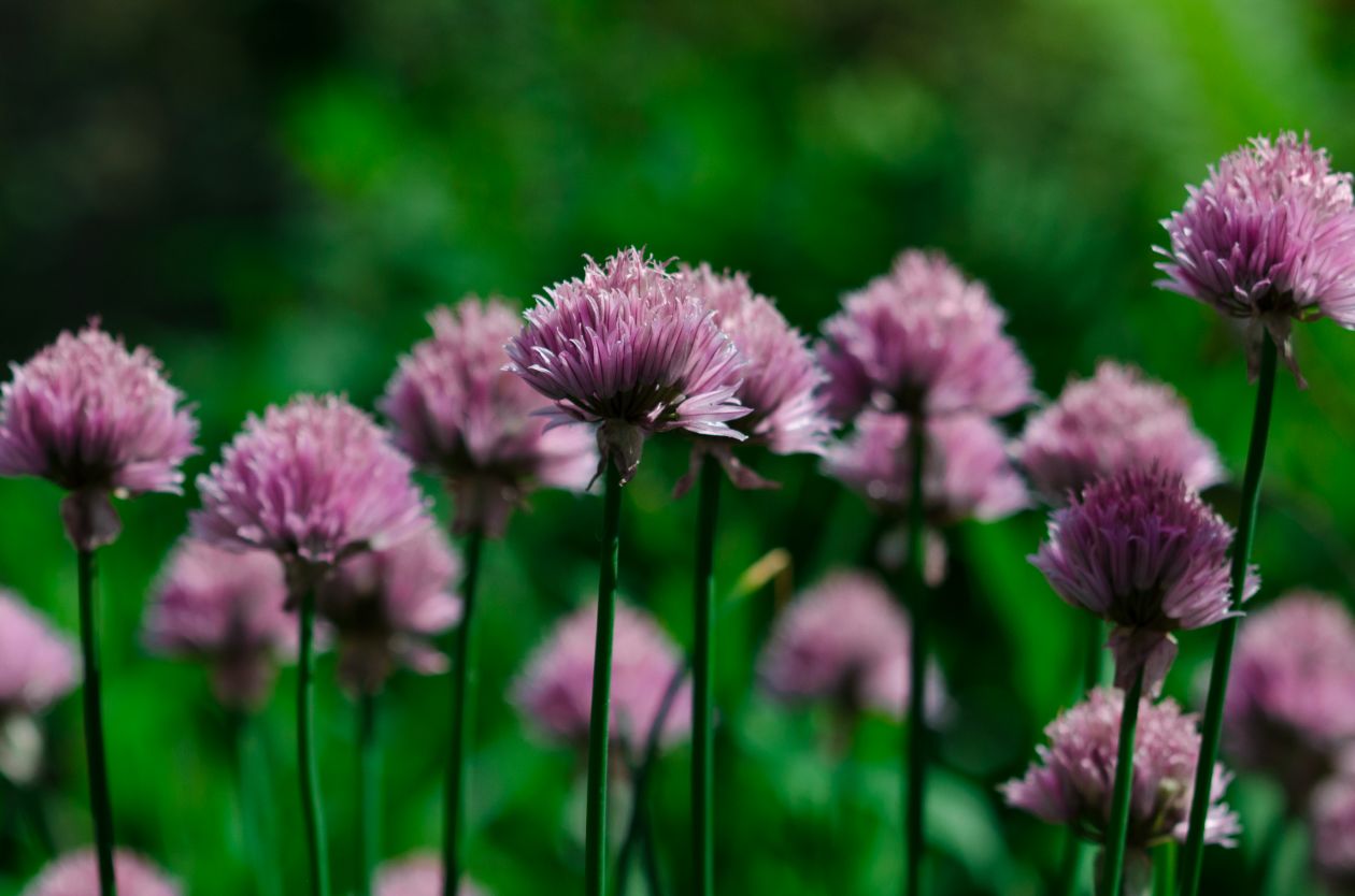 Free photo "Chives"