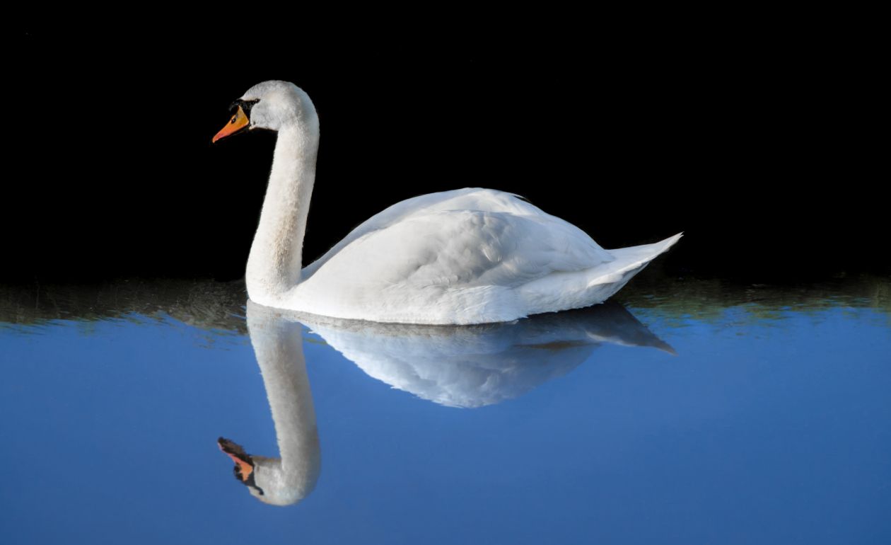 Free photo "Swan reflection"