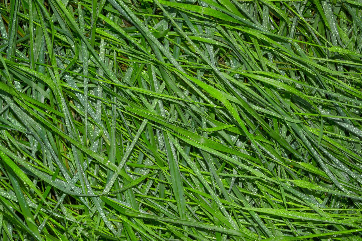 Free photo "Wet grass"