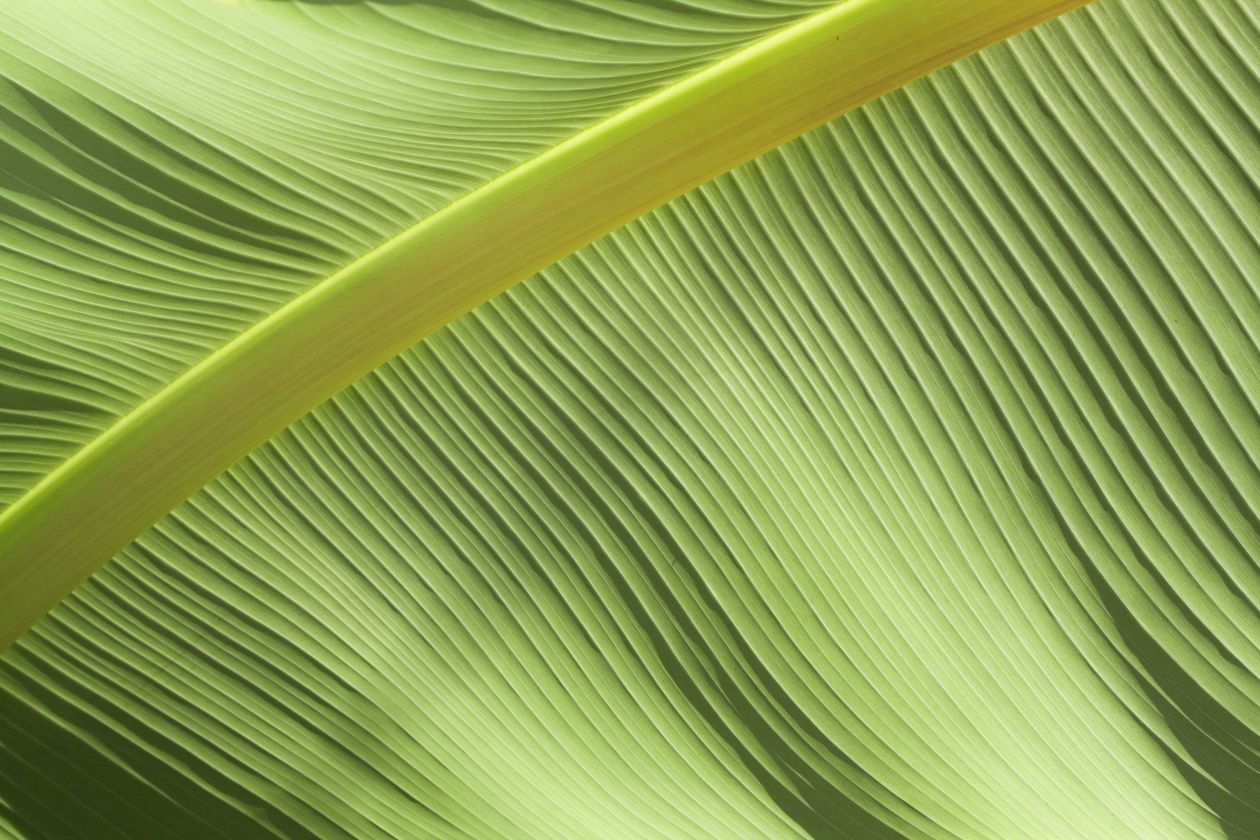 Free photo "Giant Foliage"