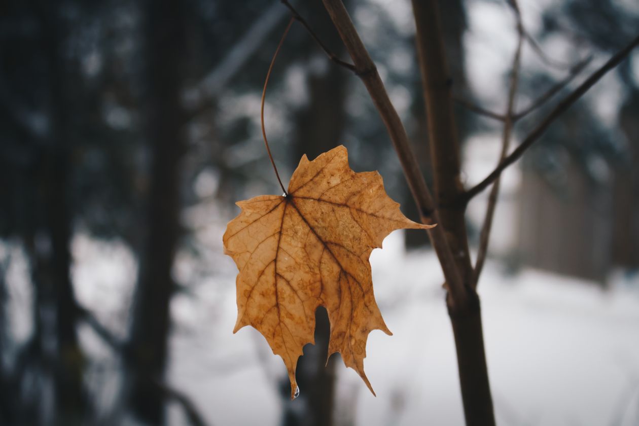 Free photo "Cold Leaf"