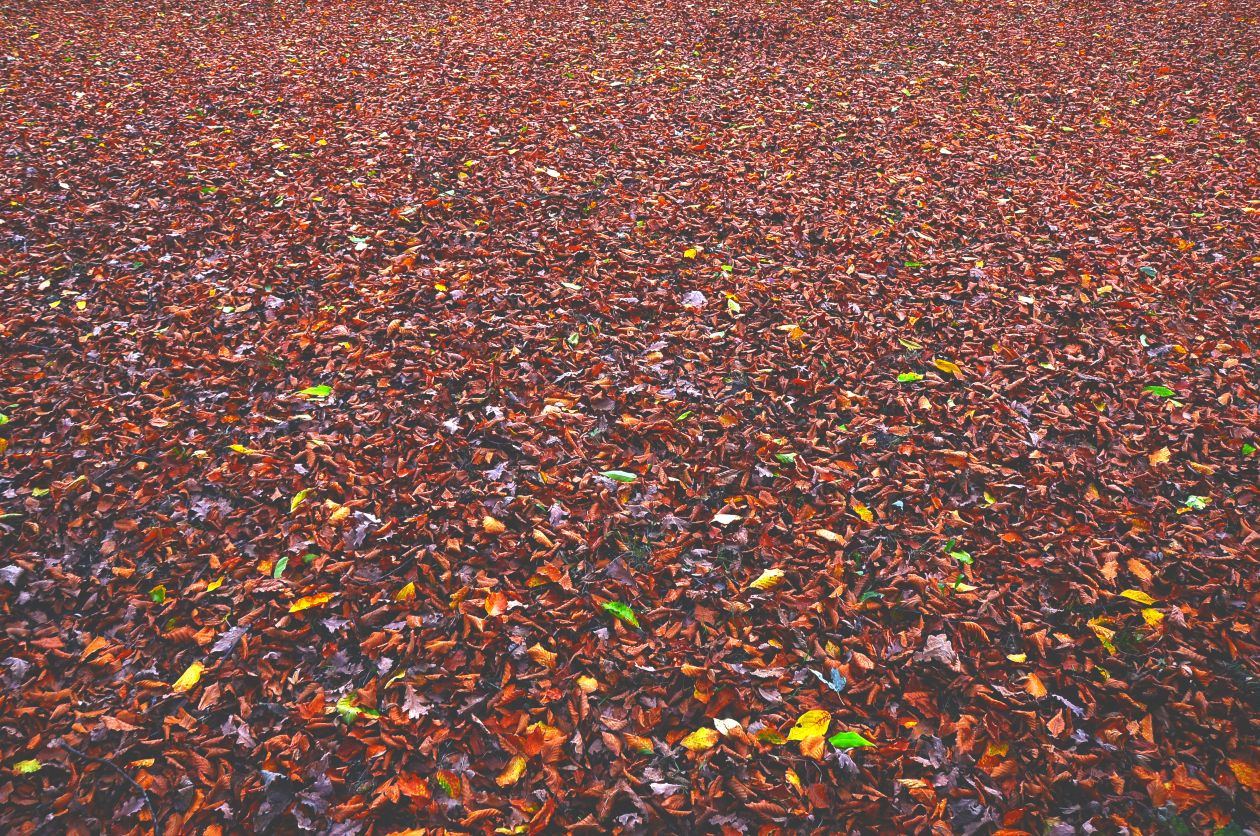 Free photo "Carpet Leaves"