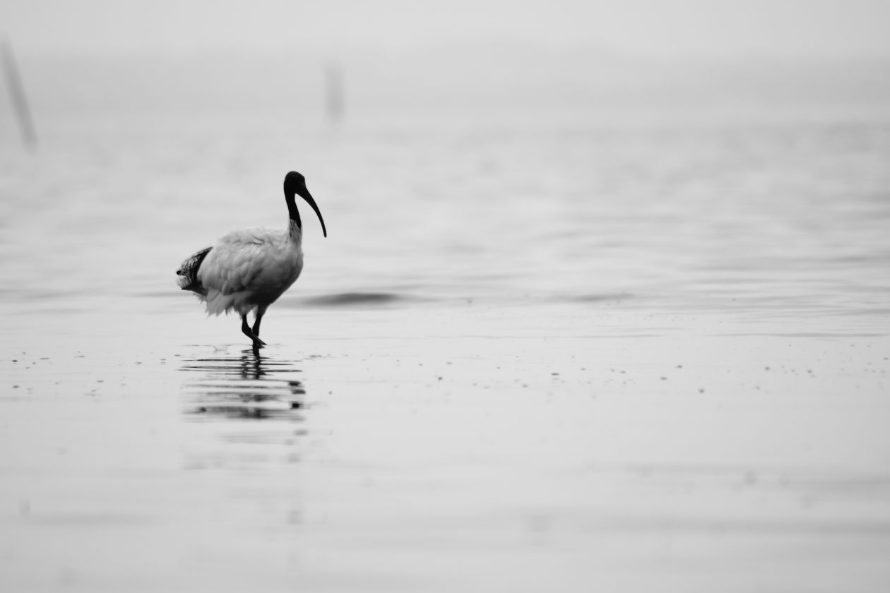 Free photo "Bird Walk"