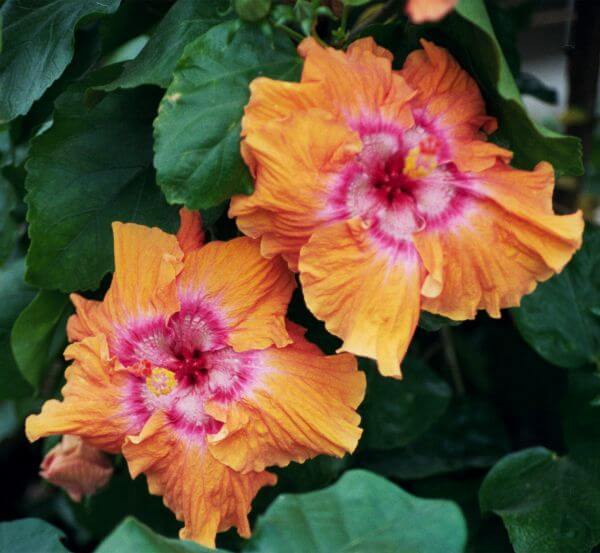 Free photo "Pink Orange Fish"