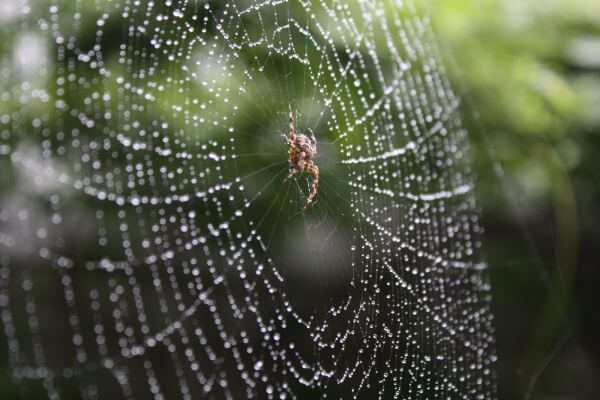 Free photo "Spider Web"