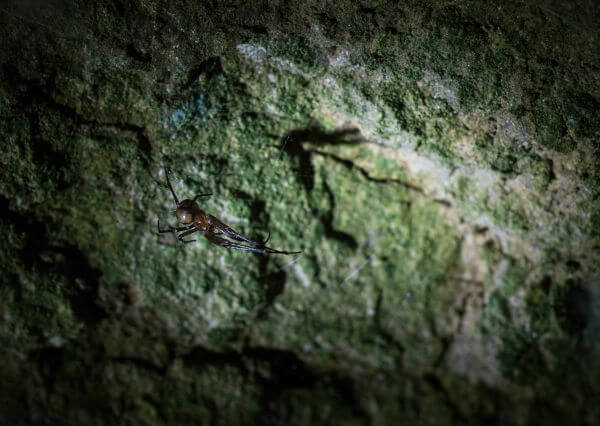 Spider Free Stock Photos - Stockio.com