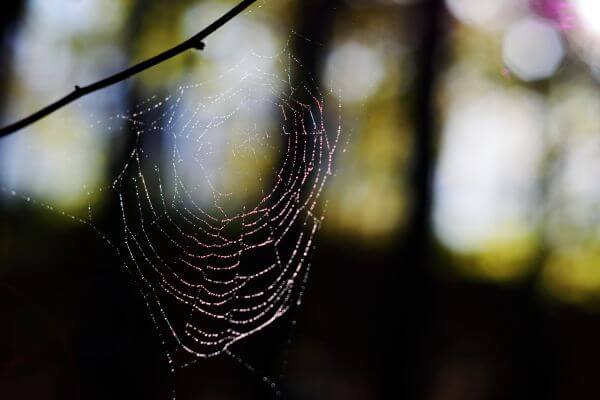 Free photo "Spider Web"
