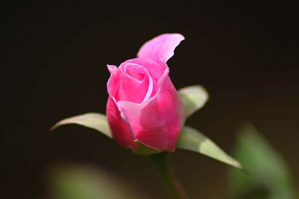 Free photo "Rose Eye"