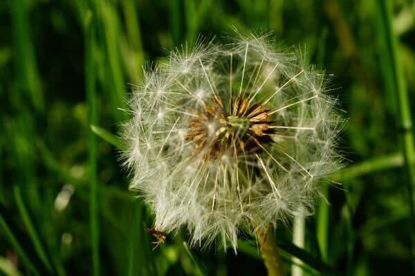 Free photo "Dandelion"