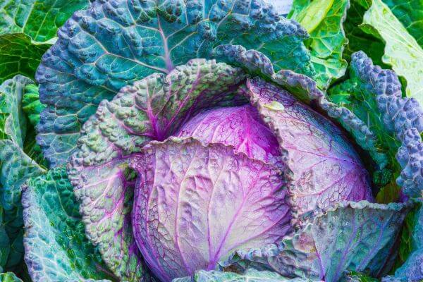 Free photo "Cabbage"