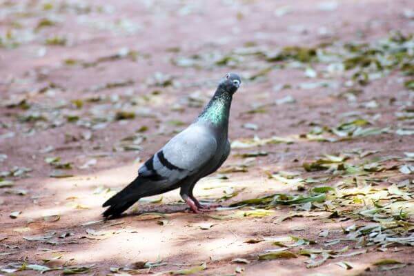 Free photo "Pigeon On Ground"