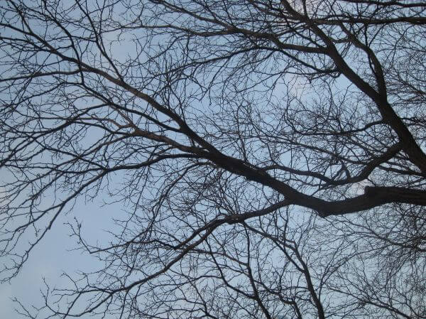 Free photo "Tall Trees"