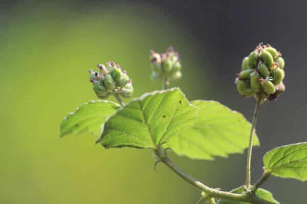 Free photo "Beautiful Single Leaf"