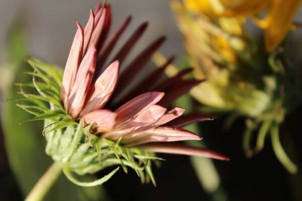 Free photo "Chaparral pea flowers"