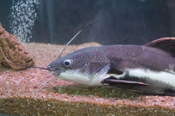 Free photo "Small Fish"