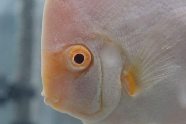 Free photo "Cream Colored Fish"