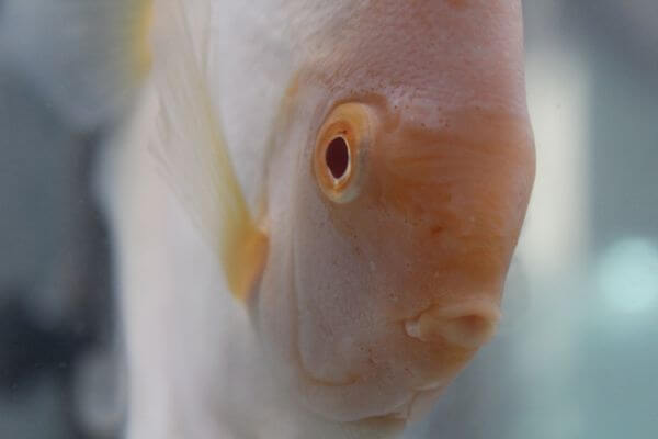 Free photo "Cream Colored Fish"