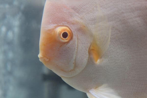 Fish Free Stock Photos - Stockio.com