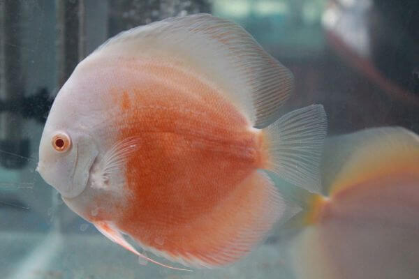 Free photo "Pink Orange Fish"