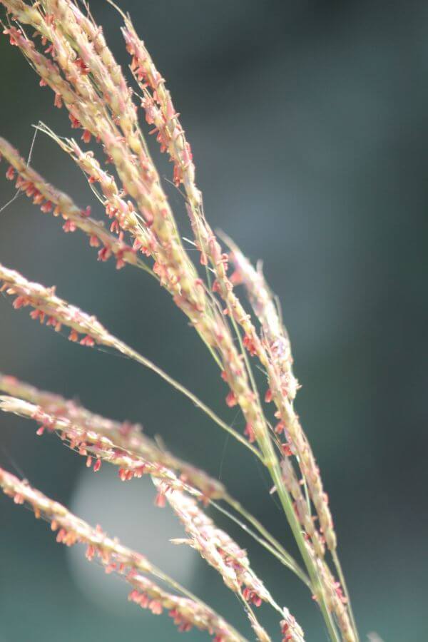 Free photo "Flower" by David Straight