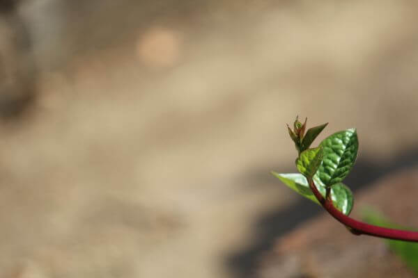 Free photo "Beautiful Single Leaf"