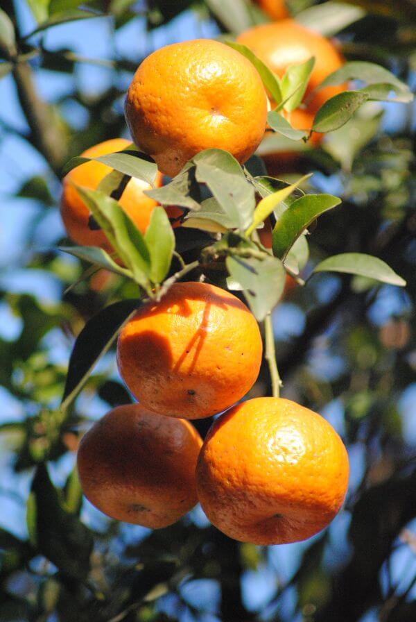 Free photo "Orange Plant"