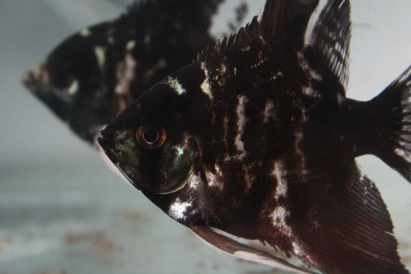 Free photo "Black Fish Tank"