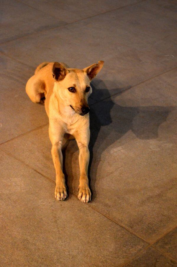 Free photo "Dog Sitting"