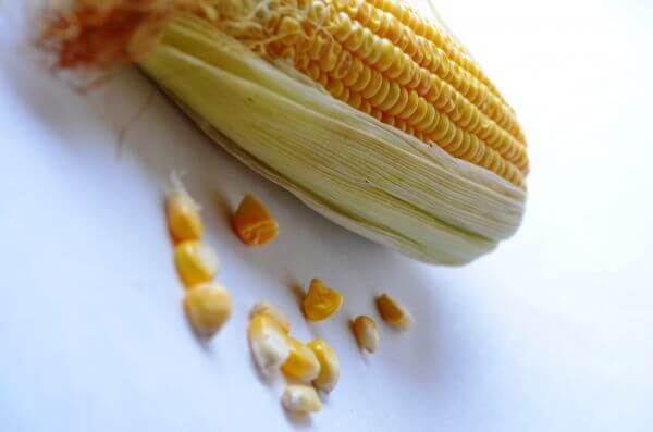 Free photo "Food Maize"
