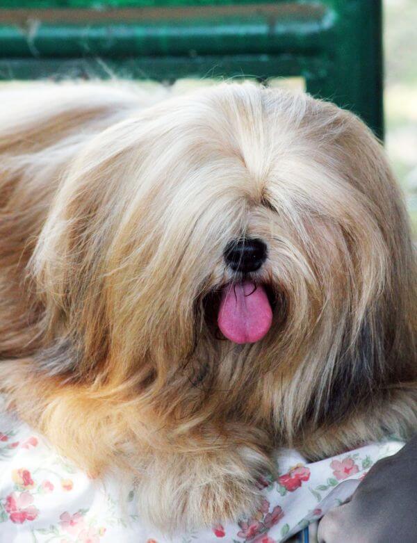 Free photo "Lhasa Apso"