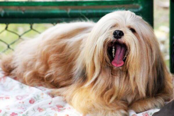 Free photo "Lhasa Apso"