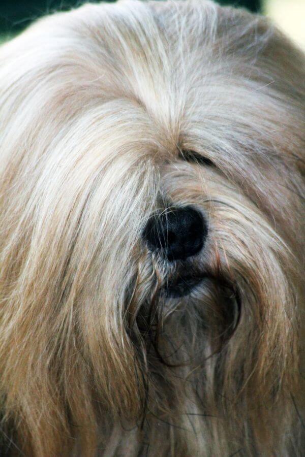 Free photo "Lhasa Apso"