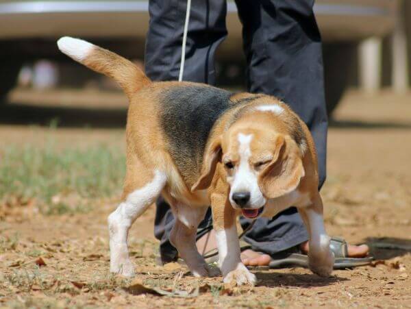 Free photo "Beagle"