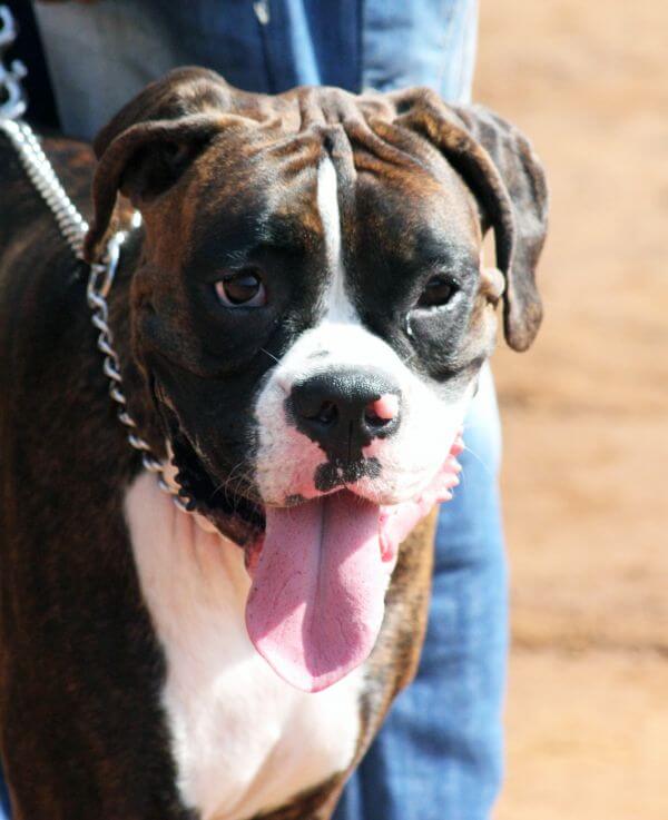 Free photo "Brindle Boxer"