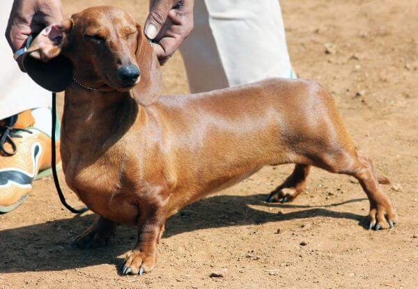 Free photo "Dachshund Dog Breeds"