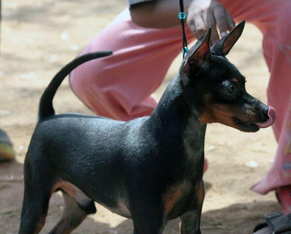 Free photo "Min Pin Standing"