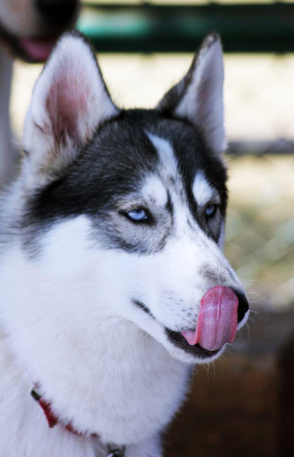 Free photo "Siberian Husky Side Profile"