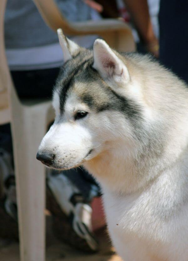 Free photo "Siberian Husky Face"