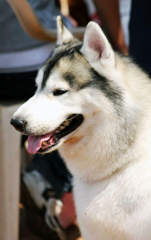 Free photo "Siberian Husky Beautiful Dog"