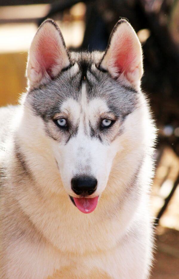 Free photo "Siberian Husky Face"