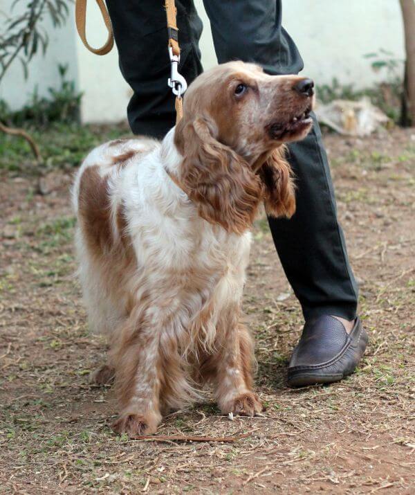 Free photo "Spaniel Dog Black White"