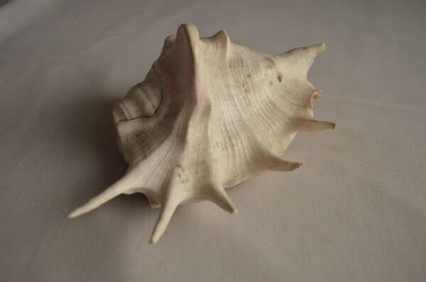 Free photo "Hand Fan Japan China"